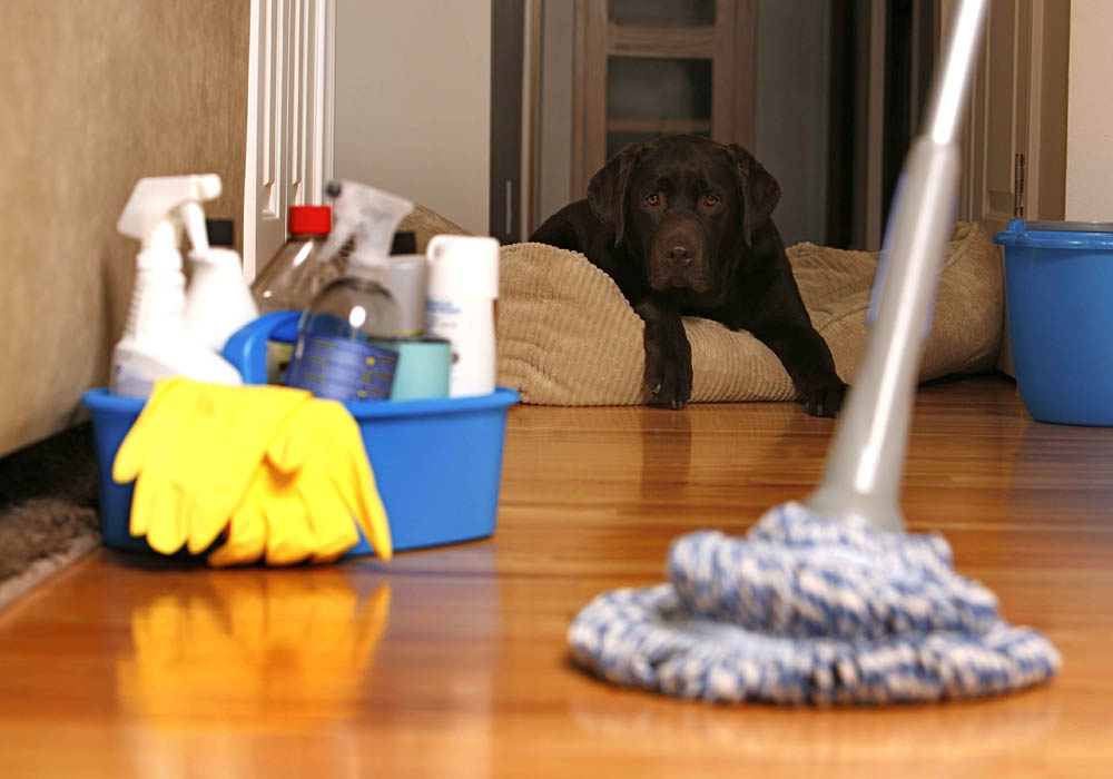 Residential Cleaning Services In Denver CO Call 720 650 2134 Residential Cleaning Services In Denver CO Call 720 650 2134